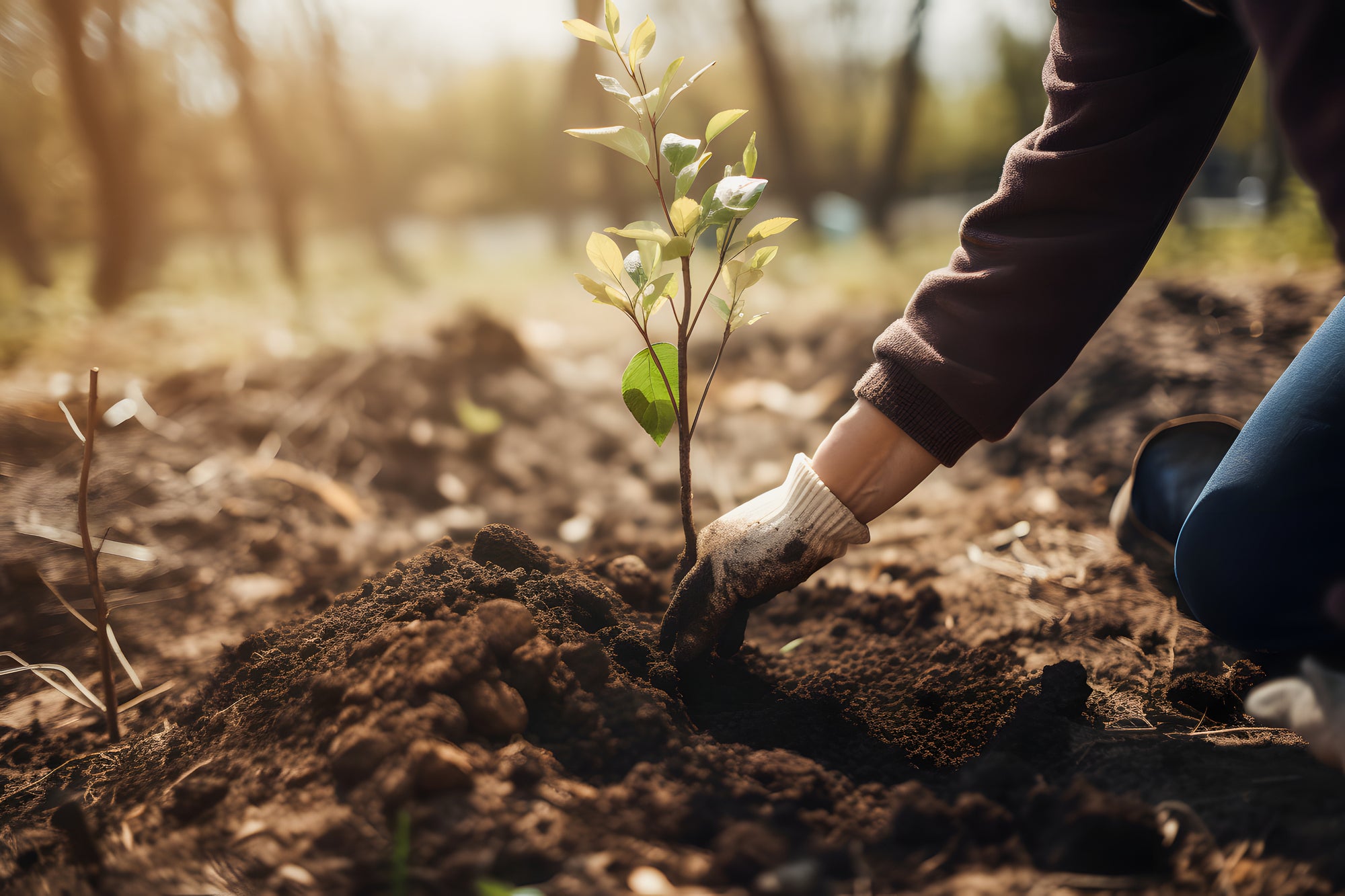 Plant a tree program – Innovation Sofa Beds